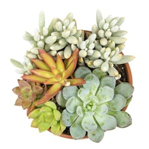 Live Succulents Assortment in Clay Pot, Garden Succulent Planter, Unique Gardening Gifts for Plant Lovers, Live Succulent Plants Live Plants, Live Succulents Plants Live Houseplants by Plants for Pets