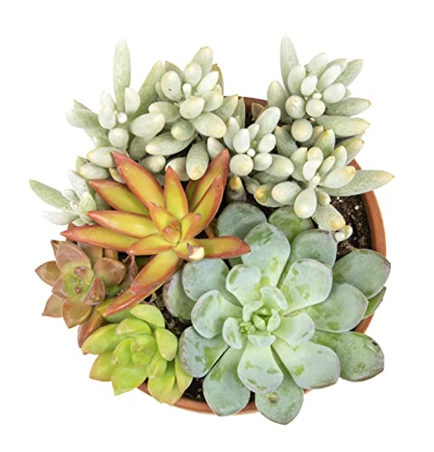 Live Succulents Assortment in Clay Pot, Garden Succulent Planter, Unique Gardening Gifts for Plant Lovers, Live Succulent Plants Live Plants, Live Succulents Plants Live Houseplants by Plants for Pets