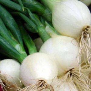 500 crystal white wax pickling onion seeds for planting short day heirloom non gmo 2 grams garden vegetable bulk survival hominy