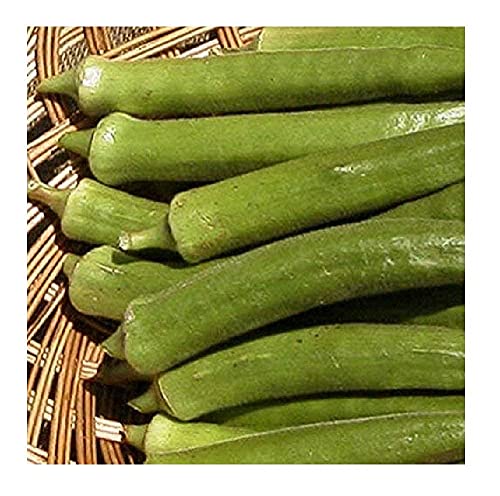 David's Garden Seeds Okra Emerald Green Velvet 6911 (Green) 100 Non-GMO, Heirloom Seeds