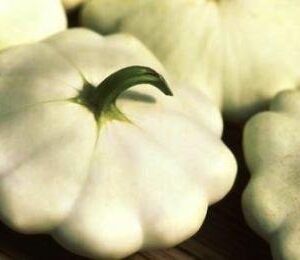 David's Garden Seeds Squash Summer Scallop Early White FBA-1195 (White) 25 Non-GMO, Heirloom Seeds