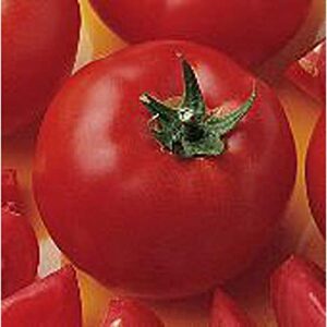 bush early girl ii tomato seeds (25+ seeds)(more heirloom, non gmo, vegetable, fruit, herb, flower garden seeds (25+ seeds) at seed king express)