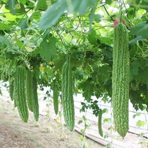 yegaol garden 30pcs bitter gourd seeds organic non-gmo perennial container garden backyard plant vegetable seeds