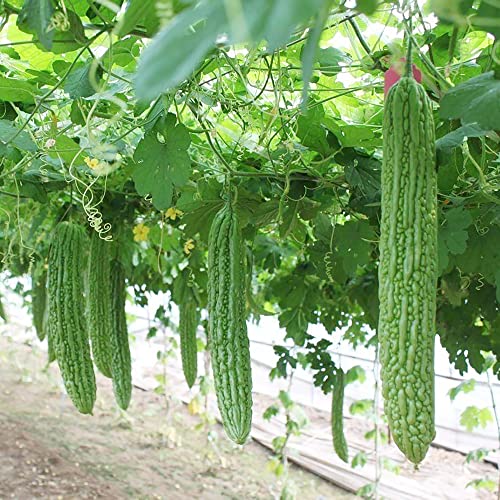 YEGAOL Garden 30Pcs Bitter Gourd Seeds Organic Non-GMO Perennial Container Garden Backyard Plant Vegetable Seeds