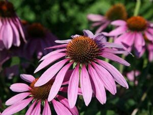 david’s garden seeds flower native texas coneflower purple 2424 (purple) 200 non-gmo, heirloom seeds