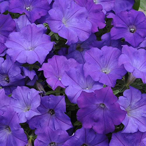 Outsidepride Shock Wave Spreading Denim Spreading Garden Flowers for Hanging Baskets, Pots, Containers, Beds - 30 Seeds