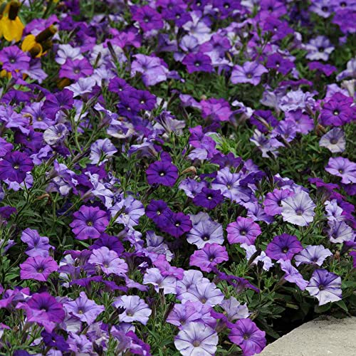 Outsidepride Shock Wave Spreading Denim Spreading Garden Flowers for Hanging Baskets, Pots, Containers, Beds - 30 Seeds