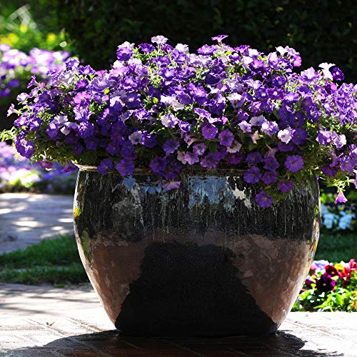 Outsidepride Shock Wave Spreading Denim Spreading Garden Flowers for Hanging Baskets, Pots, Containers, Beds - 30 Seeds