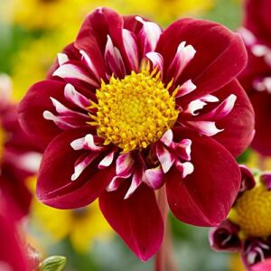 votaniki collarette impression fantastico dahlia bulbs – large blooms, double petals dahlia flower bulbs, perfect for summer gardens – easy to grow (1 pack)