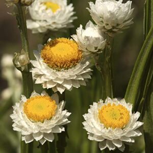 outsidepride ammobium alatum winged everlasting garden flower plant seeds – 5000 seeds