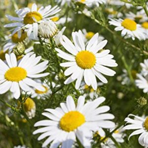 "Common German Chamomile" Flower/Herb Seeds for Planting, 1000+ Seeds Per Packet, (Isla's Garden Seeds), Non GMO & Heirloom Seeds, Botanical Name: Matricaria chamomilla, Great Herb Garden Gift