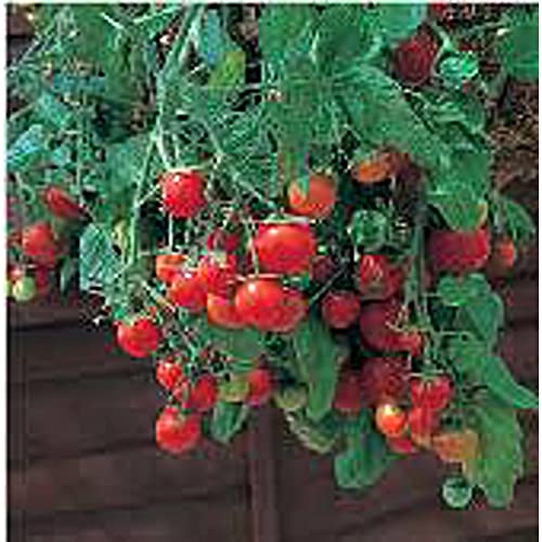 Tumbling Tom Tomato (Red) Seeds (20+ Seeds) | Non GMO | Vegetable Fruit Herb Flower Seeds for Planting | Home Garden Greenhouse Pack