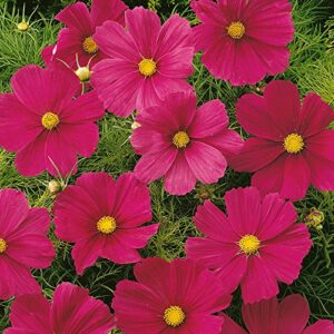 outsidepride cosmos bipannutus sonata carmine garden cut flower & pollinator seeds – 50 seeds