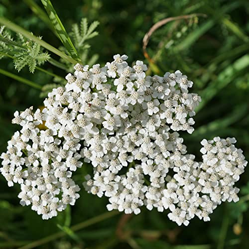 TKE Farms - White Yarrow Seeds for Planting, 500 milligrams ~ 3000 Seeds, Achillea millefolium