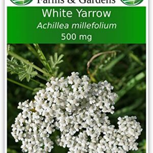 TKE Farms - White Yarrow Seeds for Planting, 500 milligrams ~ 3000 Seeds, Achillea millefolium