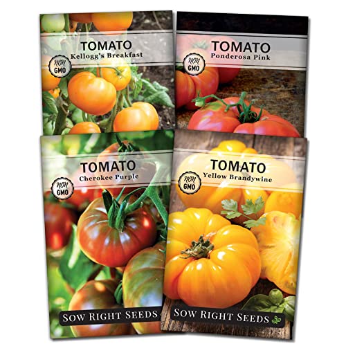 Sow Right Seeds - Colorful Tomato Seed Collection for Planting - Yellow Brandywine, Kellogg's Breakfast, Ponderosa Pink, and Cherokee Purple - Non-GMO Heirloom Varieties to Plant Home Vegetable Garden