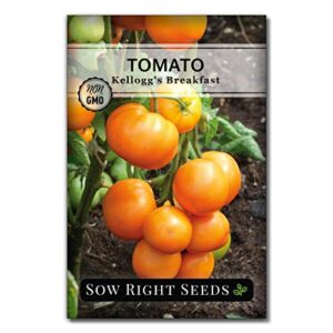 Sow Right Seeds - Colorful Tomato Seed Collection for Planting - Yellow Brandywine, Kellogg's Breakfast, Ponderosa Pink, and Cherokee Purple - Non-GMO Heirloom Varieties to Plant Home Vegetable Garden