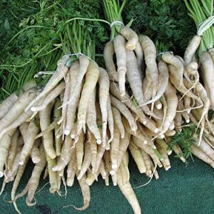 Snow White Carrot Seeds for Planting, 350+ Heirloom Seeds Per Packet, (Isla's Garden Seeds), Non GMO Seeds, Botanical Name: Daucus carota subsp. sativus, Great Home Garden Gift