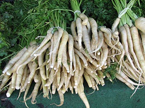 Snow White Carrot Seeds for Planting, 350+ Heirloom Seeds Per Packet, (Isla's Garden Seeds), Non GMO Seeds, Botanical Name: Daucus carota subsp. sativus, Great Home Garden Gift