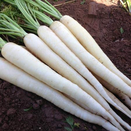 Snow White Carrot Seeds for Planting, 350+ Heirloom Seeds Per Packet, (Isla's Garden Seeds), Non GMO Seeds, Botanical Name: Daucus carota subsp. sativus, Great Home Garden Gift