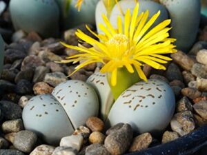 5 lithops live plants 0.4 inc, white lithops living stones succulents planting ornament flower pot planting garden gift