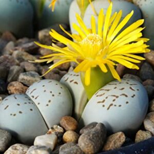 5 Lithops Live Plants 0.4 Inc, White Lithops Living Stones Succulents Planting Ornament Flower Pot Planting Garden Gift