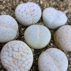 5 Lithops Live Plants 0.4 Inc, White Lithops Living Stones Succulents Planting Ornament Flower Pot Planting Garden Gift