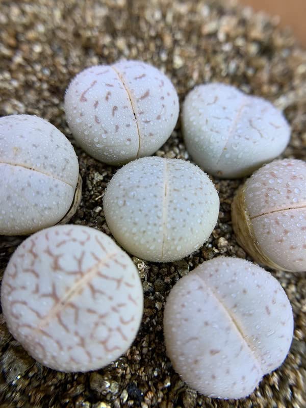 5 Lithops Live Plants 0.4 Inc, White Lithops Living Stones Succulents Planting Ornament Flower Pot Planting Garden Gift