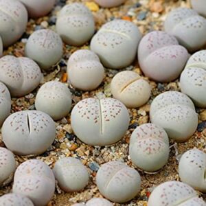 5 Lithops Live Plants 0.4 Inc, White Lithops Living Stones Succulents Planting Ornament Flower Pot Planting Garden Gift