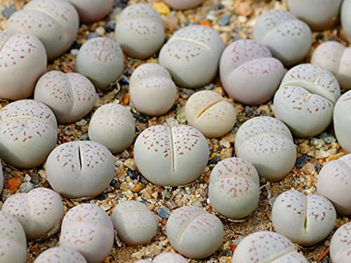 5 Lithops Live Plants 0.4 Inc, White Lithops Living Stones Succulents Planting Ornament Flower Pot Planting Garden Gift