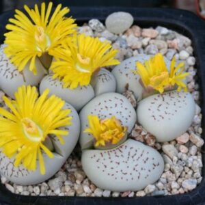 5 Lithops Live Plants 0.4 Inc, White Lithops Living Stones Succulents Planting Ornament Flower Pot Planting Garden Gift