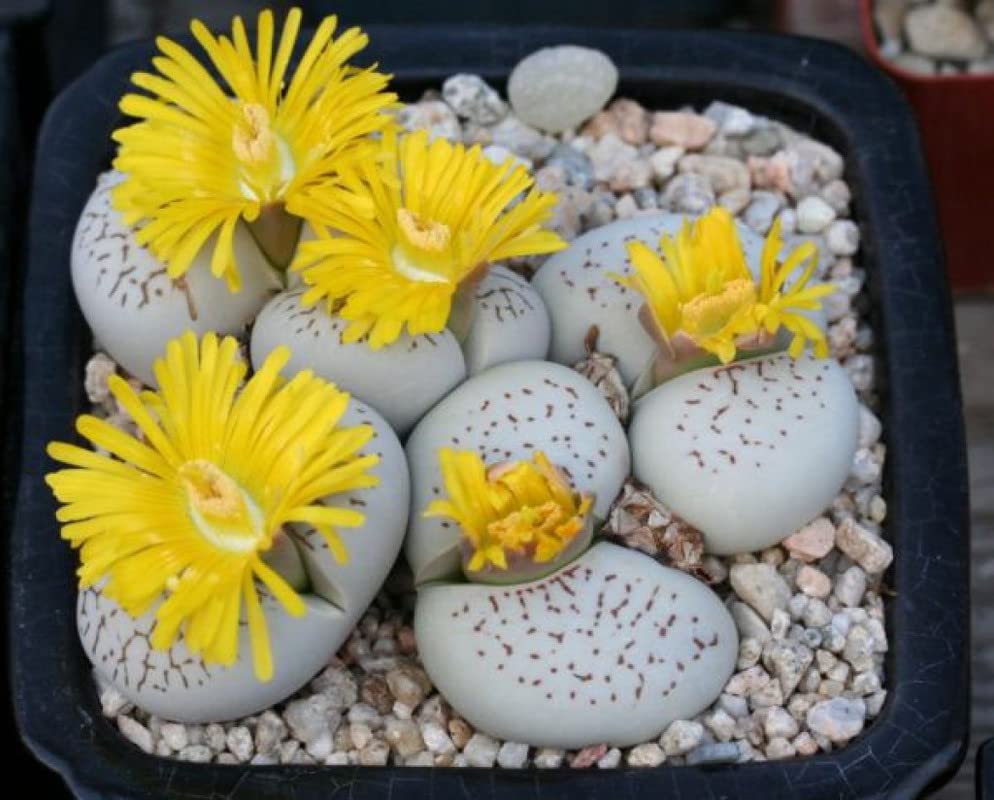 5 Lithops Live Plants 0.4 Inc, White Lithops Living Stones Succulents Planting Ornament Flower Pot Planting Garden Gift