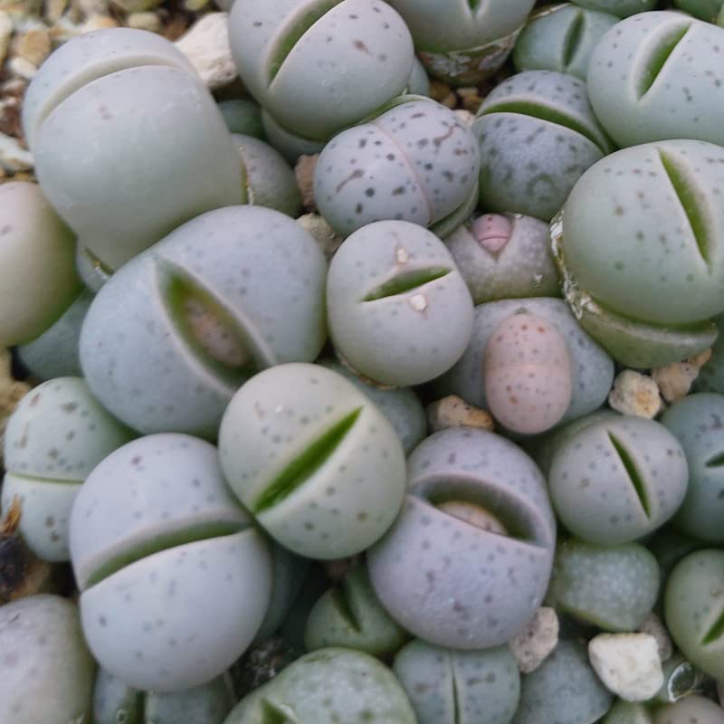 5 Lithops Live Plants 0.4 Inc, White Lithops Living Stones Succulents Planting Ornament Flower Pot Planting Garden Gift