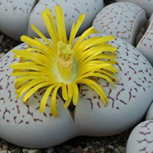 5 Lithops Live Plants 0.4 Inc, White Lithops Living Stones Succulents Planting Ornament Flower Pot Planting Garden Gift