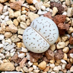 5 Lithops Live Plants 0.4 Inc, White Lithops Living Stones Succulents Planting Ornament Flower Pot Planting Garden Gift