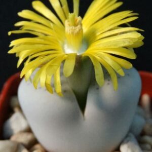 5 Lithops Live Plants 0.4 Inc, White Lithops Living Stones Succulents Planting Ornament Flower Pot Planting Garden Gift