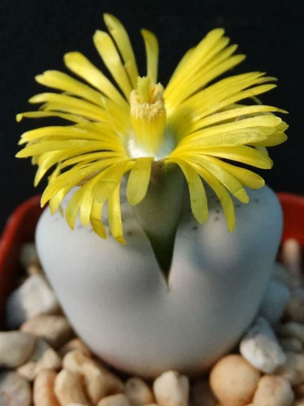 5 Lithops Live Plants 0.4 Inc, White Lithops Living Stones Succulents Planting Ornament Flower Pot Planting Garden Gift