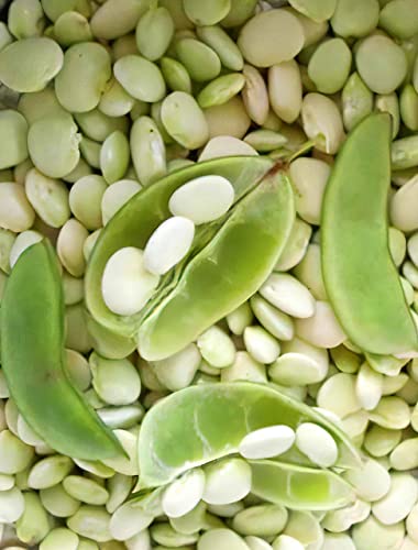 Burpee Improved Lima Bush Bean Seeds for Planting, 30+ Heirloom Seeds Per Packet, (Isla's Garden Seeds), Non GMO Seeds, Botanical Name: Phaseolus lunatus, Great Home Garden Gift