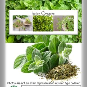 Italian Oregano Seeds for Planting, 2500+ Heirloom Seeds Per Packet, (Isla's Garden Seeds), Non GMO Seeds, Botanical Name: Origanum vulgare, Great Home Herb Garden Gift