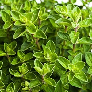 Italian Oregano Seeds for Planting, 2500+ Heirloom Seeds Per Packet, (Isla's Garden Seeds), Non GMO Seeds, Botanical Name: Origanum vulgare, Great Home Herb Garden Gift