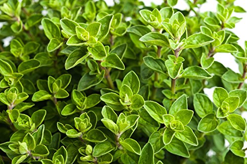 Italian Oregano Seeds for Planting, 2500+ Heirloom Seeds Per Packet, (Isla's Garden Seeds), Non GMO Seeds, Botanical Name: Origanum vulgare, Great Home Herb Garden Gift