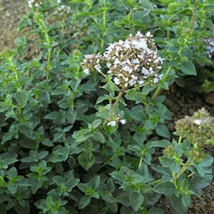 Italian Oregano Seeds for Planting, 2500+ Heirloom Seeds Per Packet, (Isla's Garden Seeds), Non GMO Seeds, Botanical Name: Origanum vulgare, Great Home Herb Garden Gift