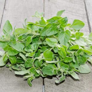 Italian Oregano Seeds for Planting, 2500+ Heirloom Seeds Per Packet, (Isla's Garden Seeds), Non GMO Seeds, Botanical Name: Origanum vulgare, Great Home Herb Garden Gift