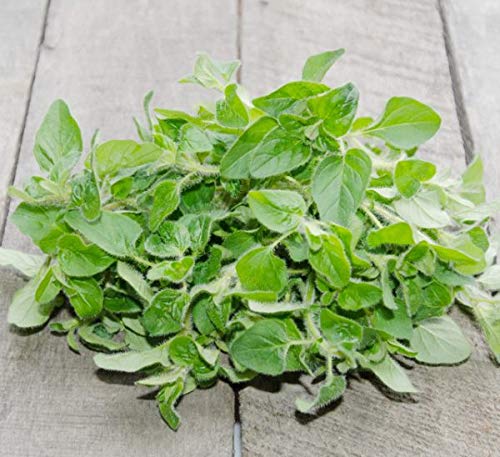 Italian Oregano Seeds for Planting, 2500+ Heirloom Seeds Per Packet, (Isla's Garden Seeds), Non GMO Seeds, Botanical Name: Origanum vulgare, Great Home Herb Garden Gift