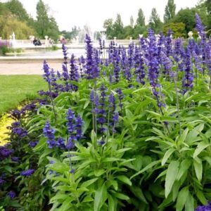 CHUXAY GARDEN Blue Salvia Farinacea,Mealycup Sage,Mealy Sage 500 Seeds Perennial Herb Plant Easy for Planting Butterflies and Hummingbirds Love It Great for Garden