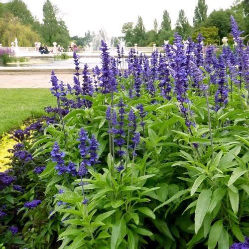 CHUXAY GARDEN Blue Salvia Farinacea,Mealycup Sage,Mealy Sage 500 Seeds Perennial Herb Plant Easy for Planting Butterflies and Hummingbirds Love It Great for Garden