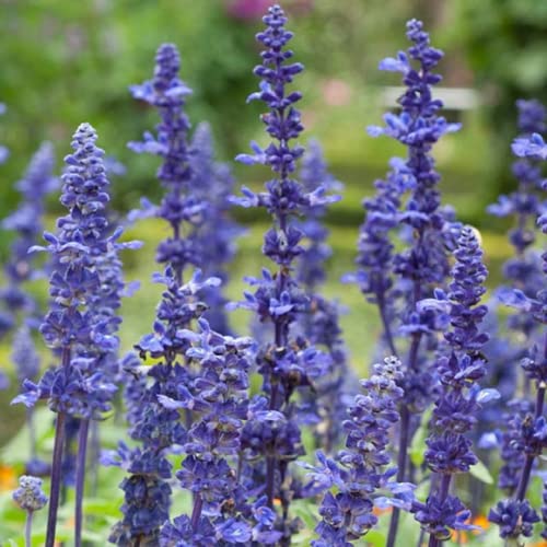 CHUXAY GARDEN Blue Salvia Farinacea,Mealycup Sage,Mealy Sage 500 Seeds Perennial Herb Plant Easy for Planting Butterflies and Hummingbirds Love It Great for Garden