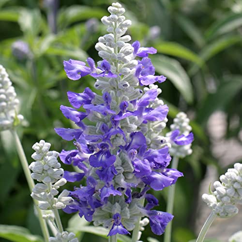 CHUXAY GARDEN Blue Salvia Farinacea,Mealycup Sage,Mealy Sage 500 Seeds Perennial Herb Plant Easy for Planting Butterflies and Hummingbirds Love It Great for Garden