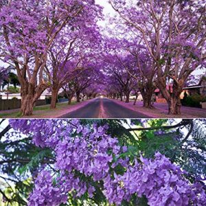 20+ Purple Jacaranda Mimosifolia Flowers Tree Seeds Plant Home Garden