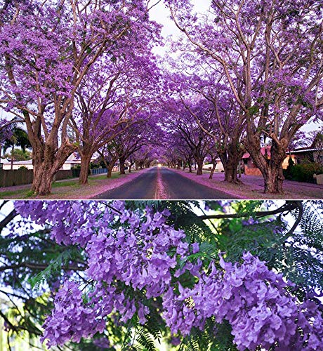 20+ Purple Jacaranda Mimosifolia Flowers Tree Seeds Plant Home Garden